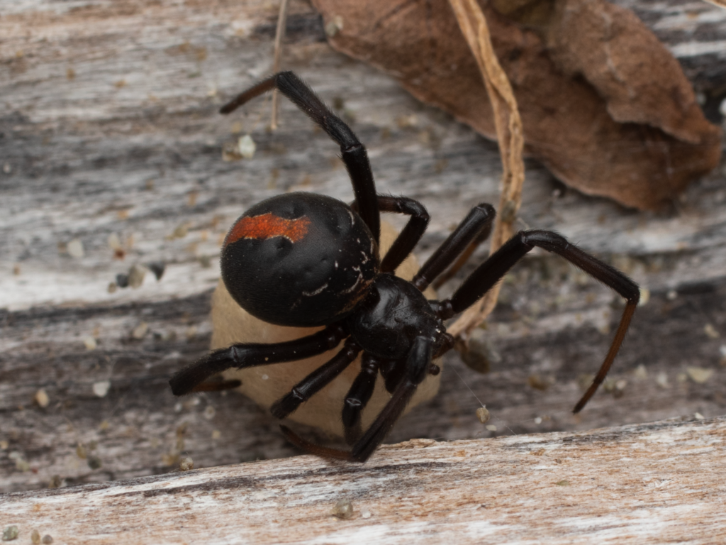 Katipō from Birdlings Flat, New Zealand on December 10, 2022 at 02:59 ...