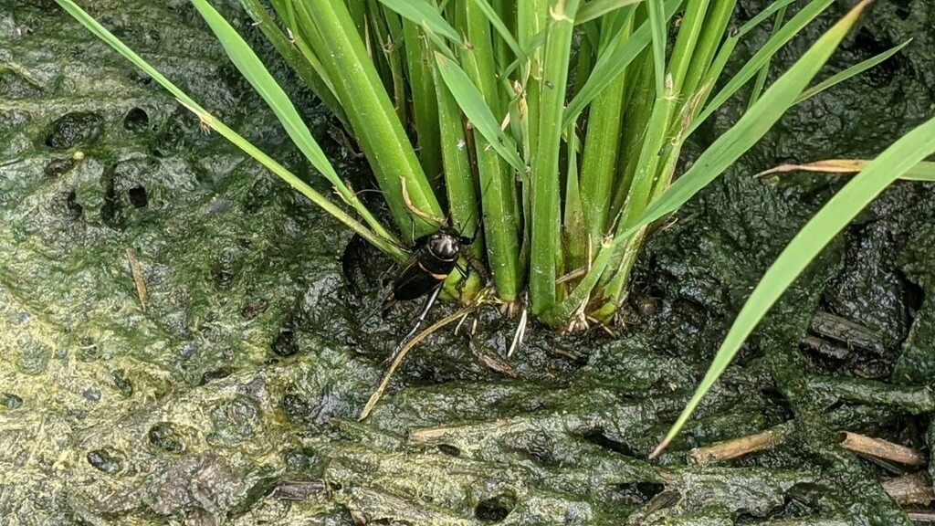 Southern Field Cricket from 983台灣花蓮縣富里鄉 on September 05, 2022 at 05:07 ...