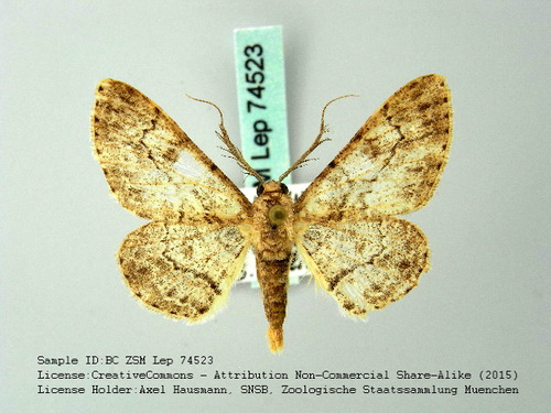 Cleora cornaria · iNaturalist