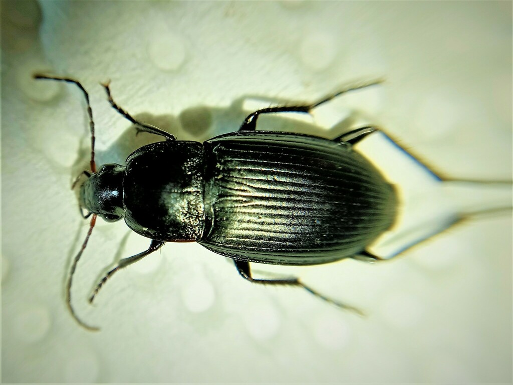Calathus fuscipes graecus from Αγ. Βαρβάρα, Ελλάδα on December 3, 2022 ...