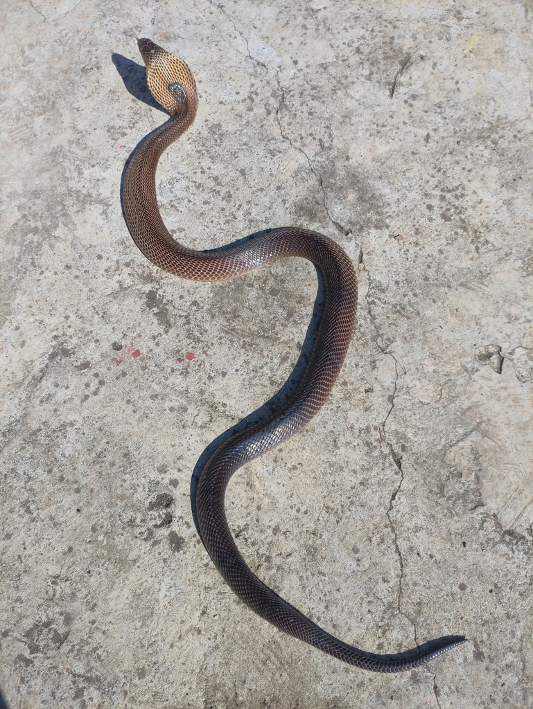 Brown Banded Cobra from 四川省攀枝花市盐边县三家村 on October 31, 2022 at 03:07 PM ...