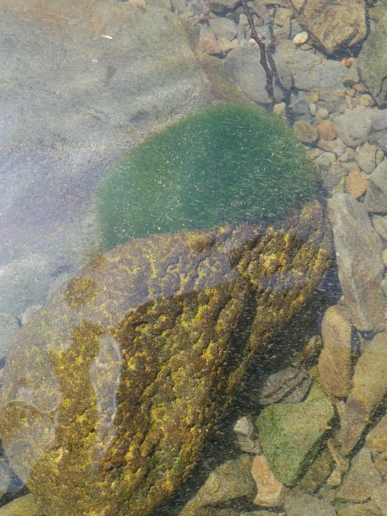 Vaucheria from Boundary Creek Scenic Reserve, Motunau on December 10 ...