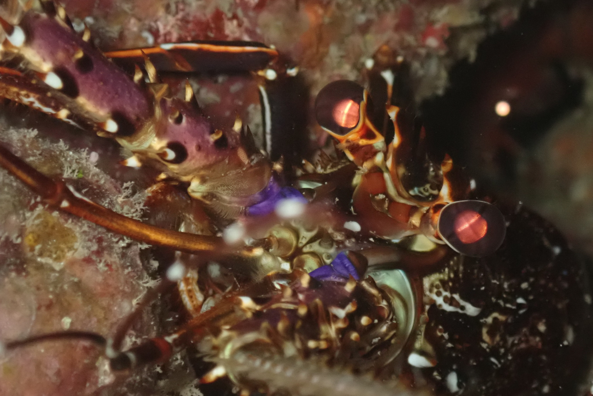 Panulirus longipes (A.Milne-Edwards, 1868)
