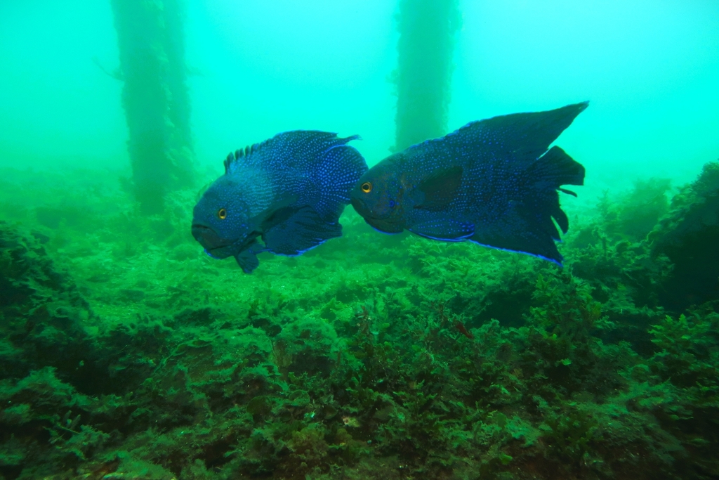 Southern Blue Devil from St Vincent St, Gulfview Heights SA 5096 ...