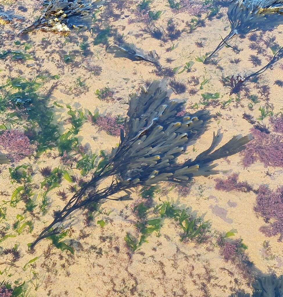 Saw Wrack from Dunstanburgh Rd, Craster, Alnwick NE66 3TT, UK on ...