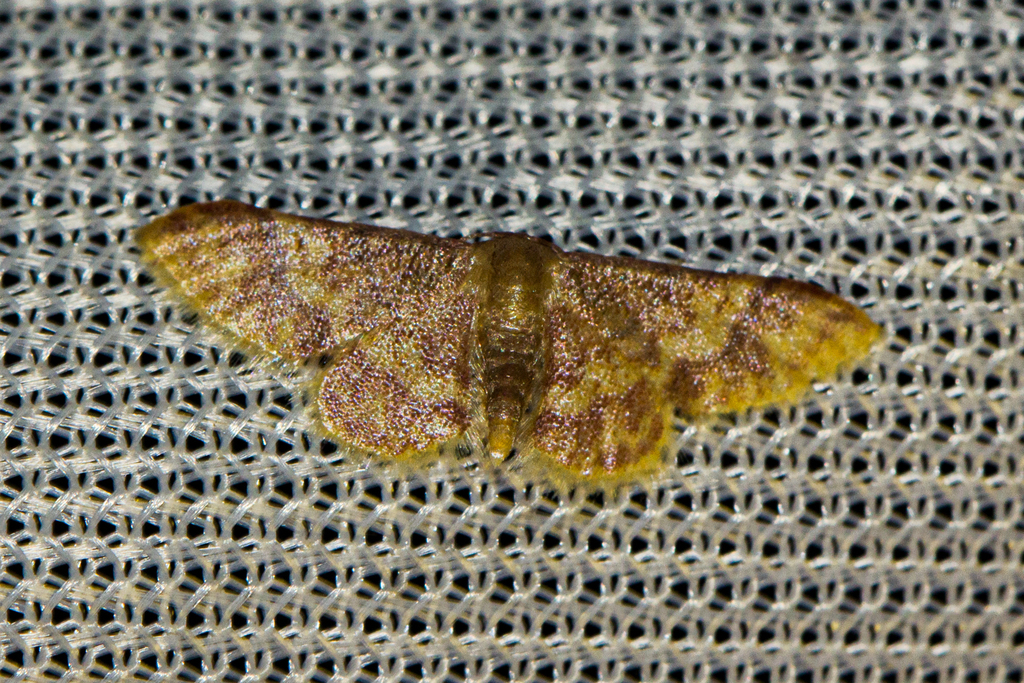 Sterrhini from Zebra Ranger Camp, Gorongosa National Park, Mozambique ...