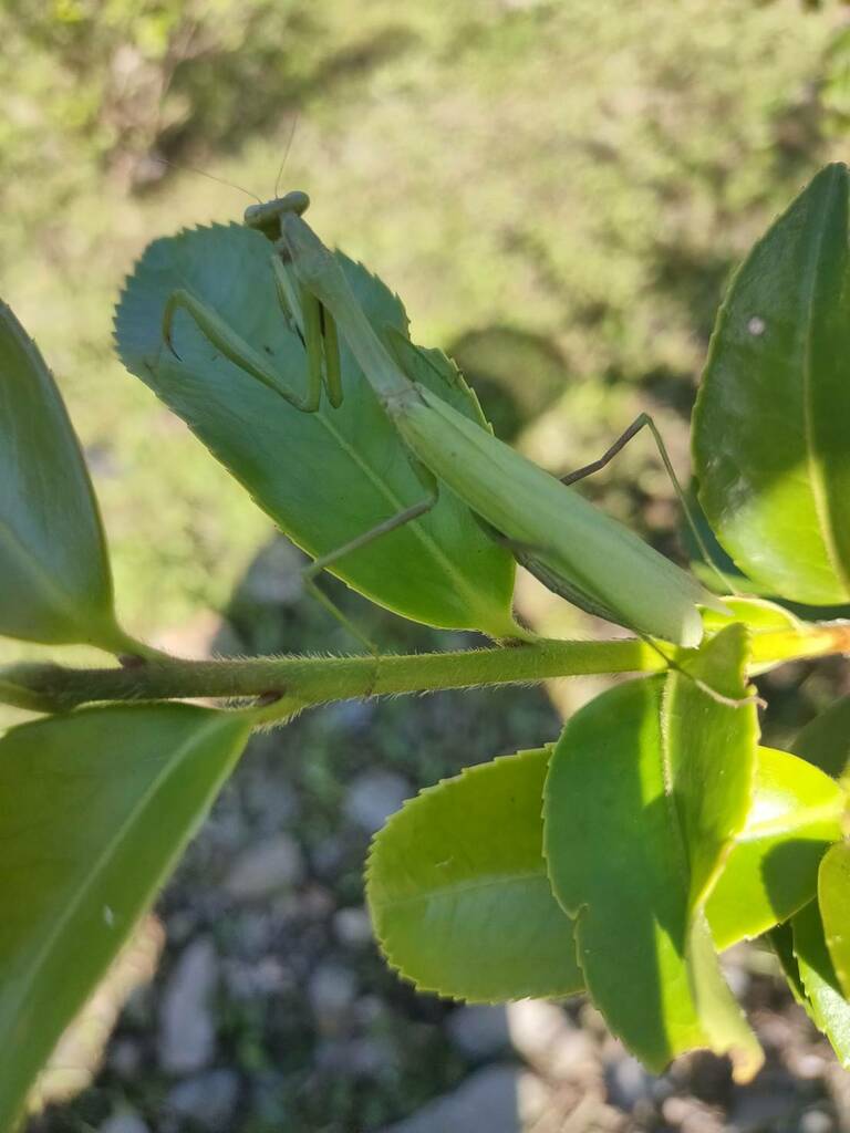 Statilia from 982台灣花蓮縣卓溪鄉 on November 25, 2022 at 07:29 PM by ...