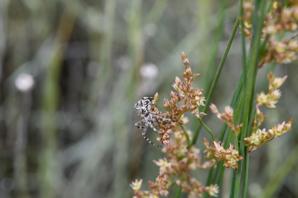 Outback Orb-weavers from Carranballac VIC 3361, Australia. Waldrons ...