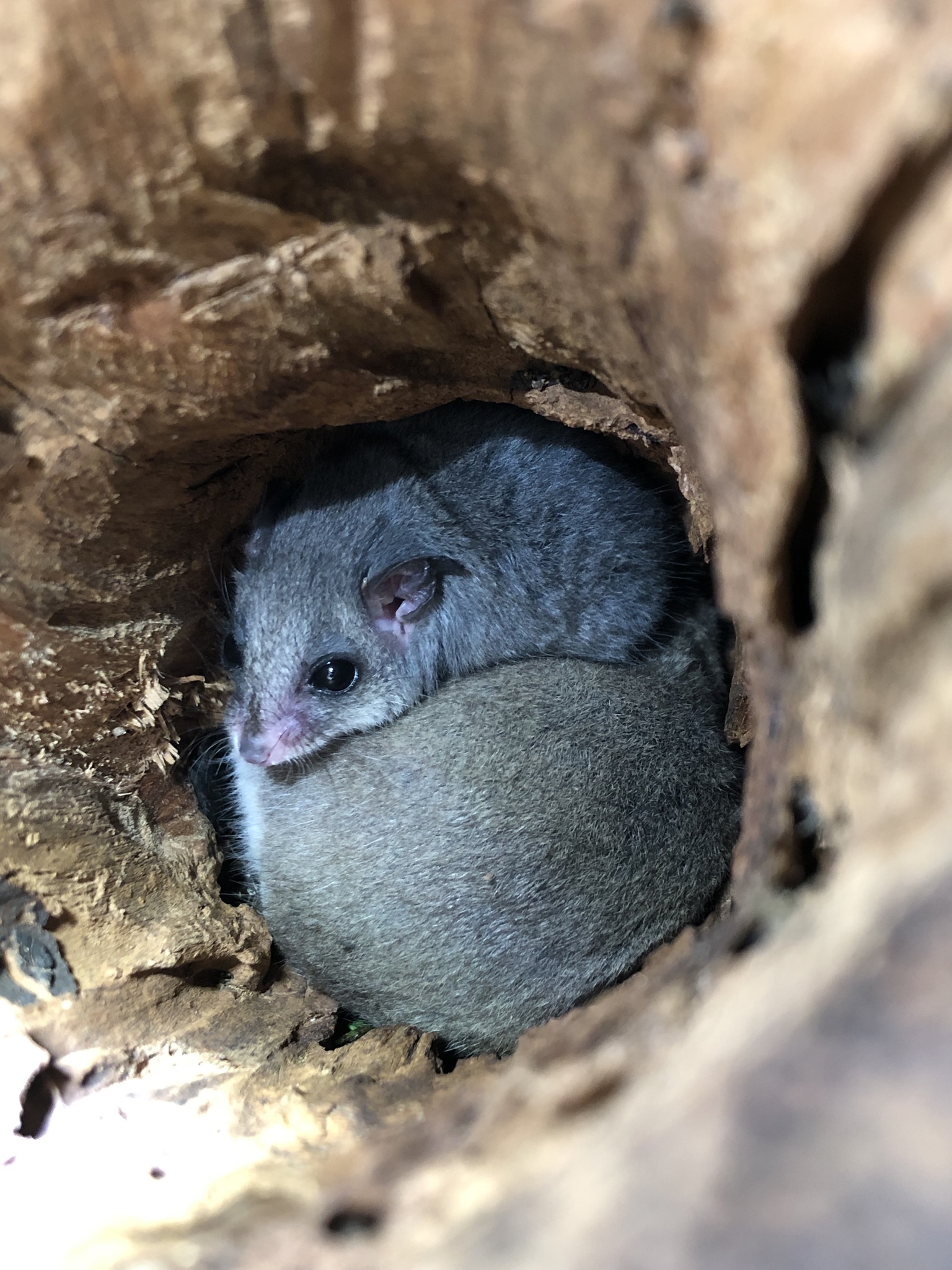 Cercartetus nanus (Desmarest, 1818)