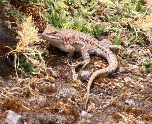 (Liolaemus thomasi) - Snakes and Lizards