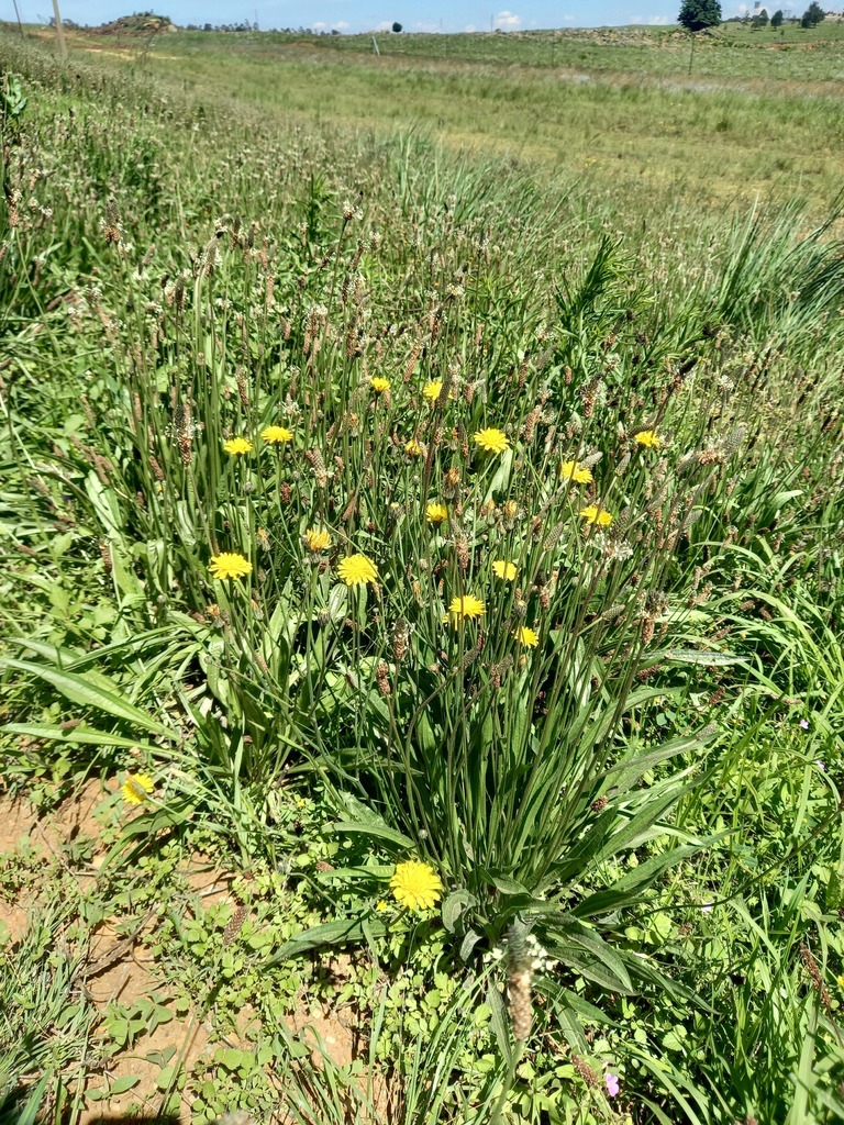 Lettuce, Chicory, Dandelion and Salsify Tribe from Nkangala, Mpumalanga ...
