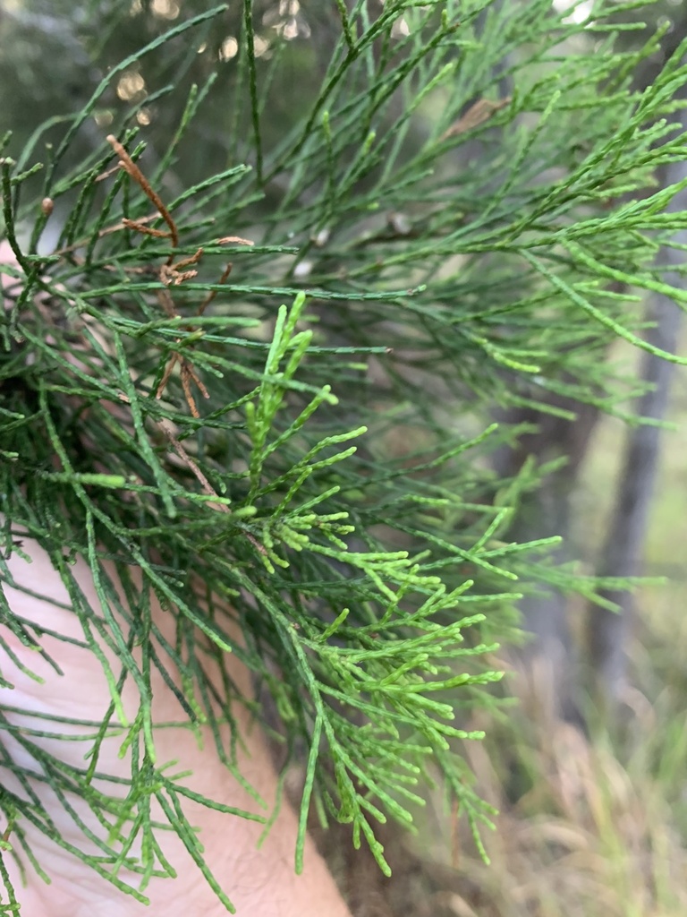 Coastal Cypress Pine from Hervey Bay, Toogoom, QLD, AU on December 09 ...