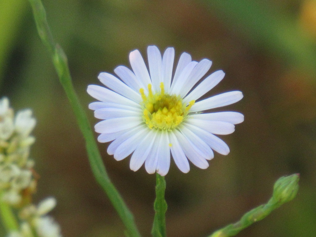 Slender aster (Plants of Overton Park's Old Forest, Memphis, TN ...