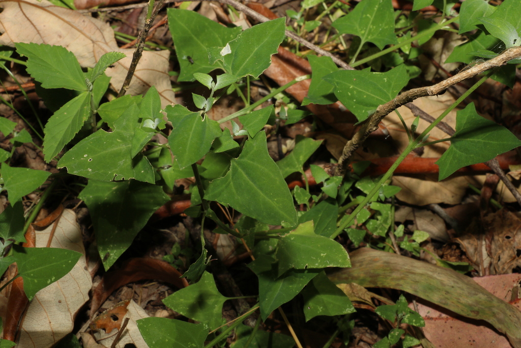 Chenopodium trigonon from Kingsholme-Upper Coomera, Queensland ...