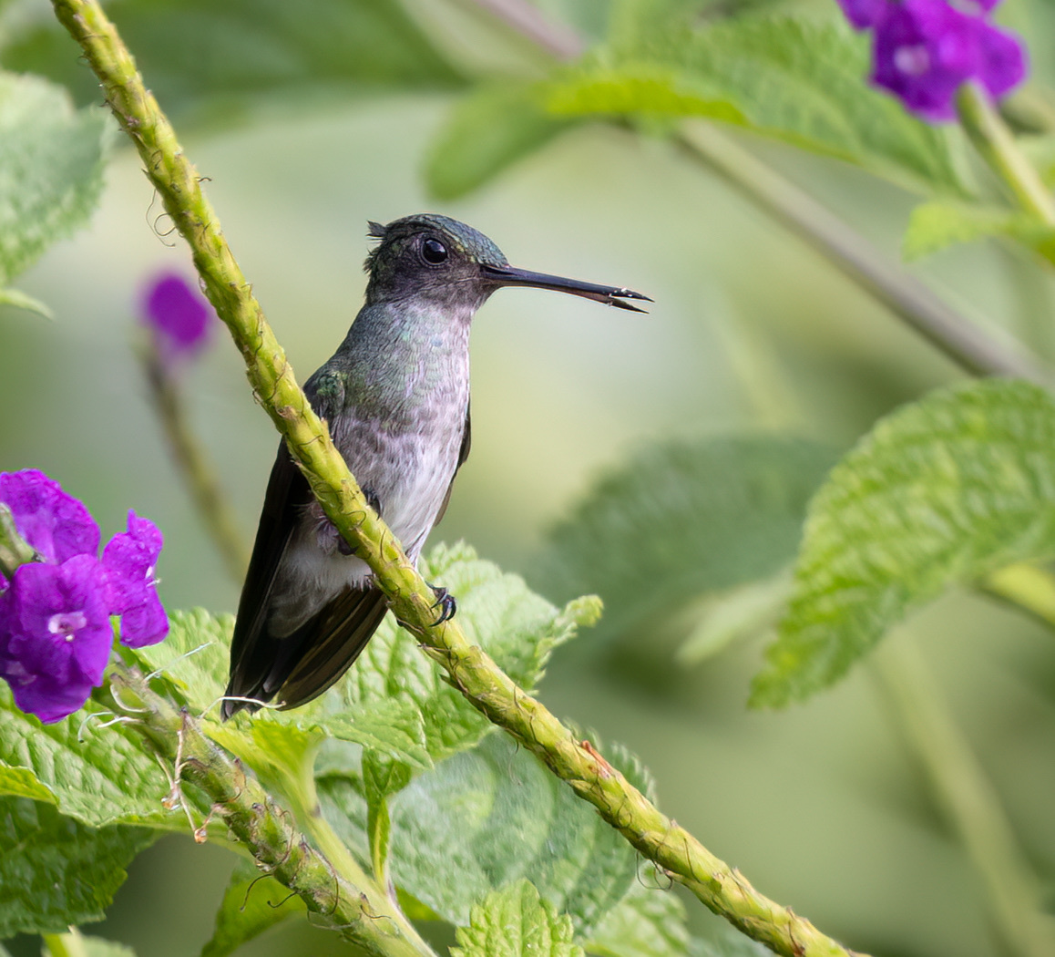 Polyerata decora Salvin, 1891