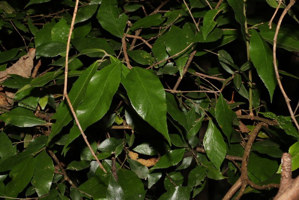 whalebone tree from Kingsholme-Upper Coomera, Queensland, Australia on ...