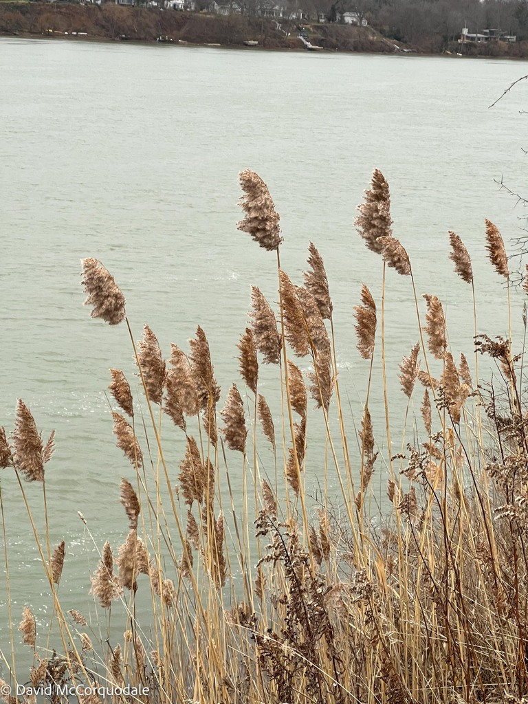 common reed from Niagara, Ontario, Canada on December 6, 2022 at 08:42 ...