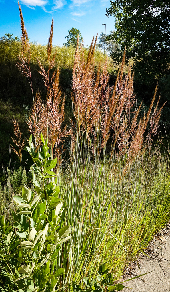 Indiangrass (Grasses, Sedges, Catails, and Allies (Order Poales) of ...