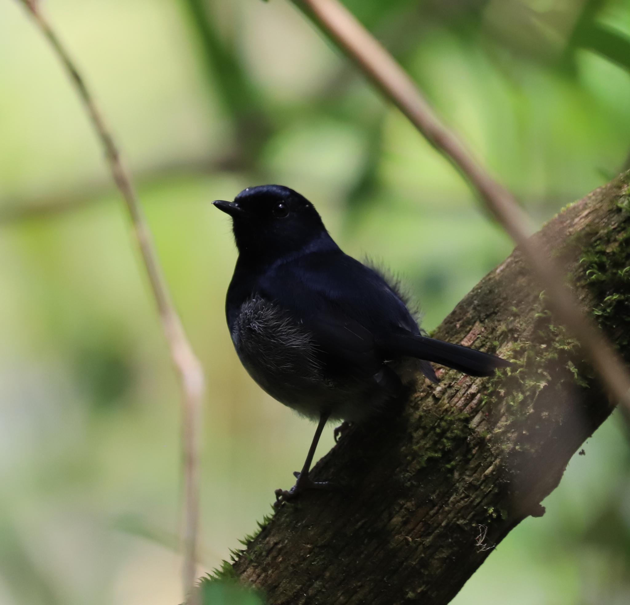 Copsychus albospecularis (Eydoux & Gervais, 1836)