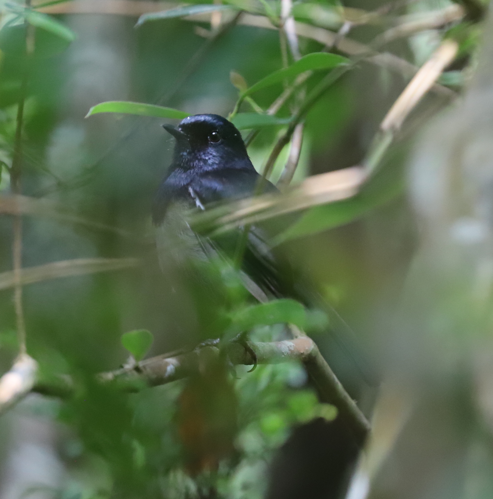 Copsychus albospecularis (Eydoux & Gervais, 1836)