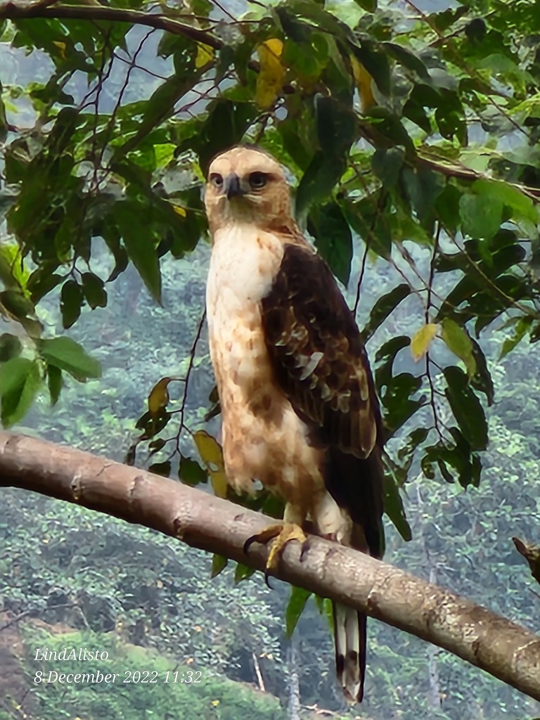Philippine Hawk-Eagle (Nisaetus philippensis) - Avian Discovery