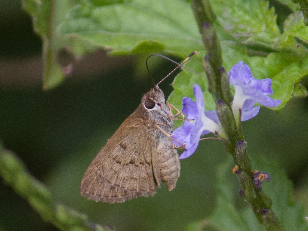 Cymaenes gisca from Jaboticabal - State of São Paulo, Brazil on ...