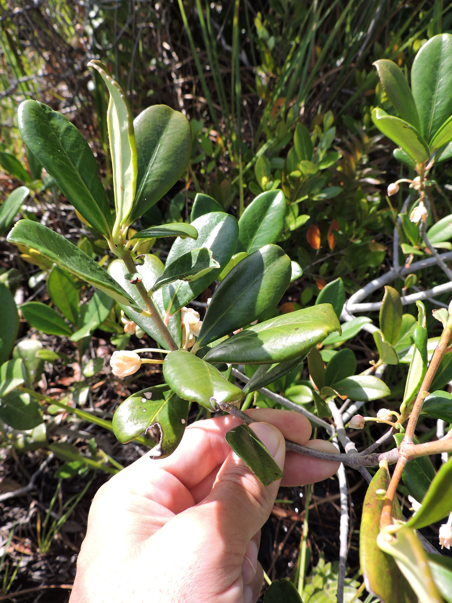 Ternstroemia brasiliensis Cambess.
