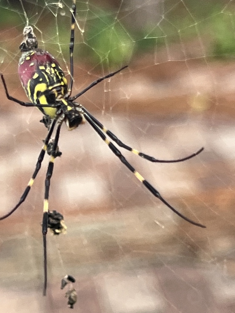 Joro Spider from 県道77号, Yakushima, Kumage-Gun, Kagoshima, JP on ...