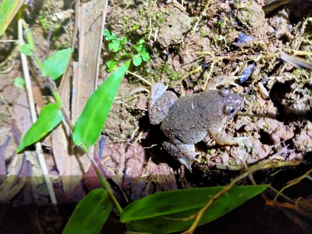 Green Puddle Frog in November 2022 by Hafizh Aulia Khairy Rakananda ...