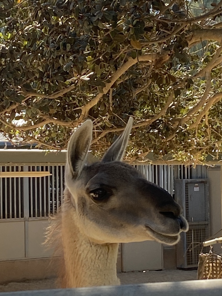 Guanaco from 2920 Zoo Dr, San Diego, CA 92101, USA on June 25, 2022 at ...