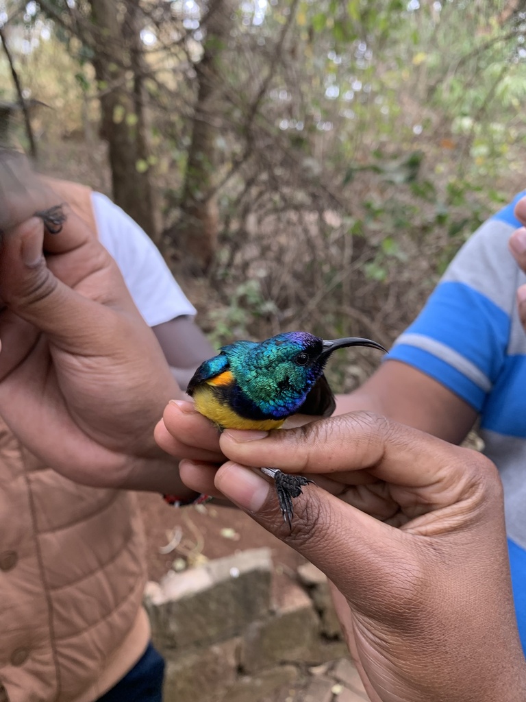 Variable Sunbird from Nairobi, Nairobi, KE on October 18, 2022 at 08:40 ...