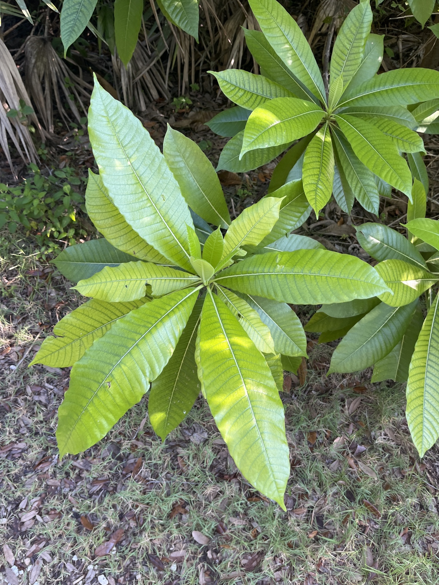 Alstonia macrophylla Wall. ex G.Don