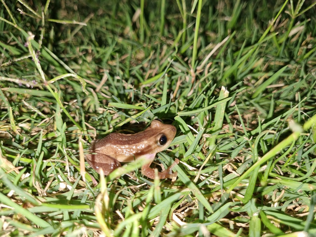 Fornasini's Spiny Reed Frog from Mount Edgecombe Country Estate 2 ...