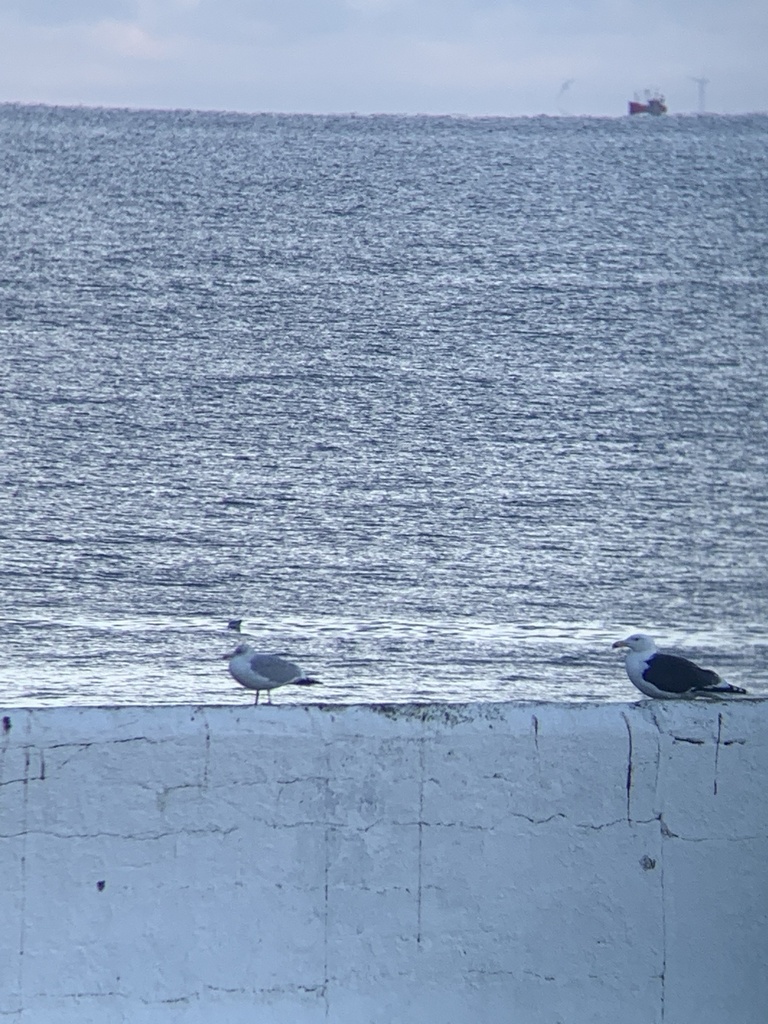 Great Black-backed Gull from Irish Sea, Laxey, Isle of Man, GB on ...