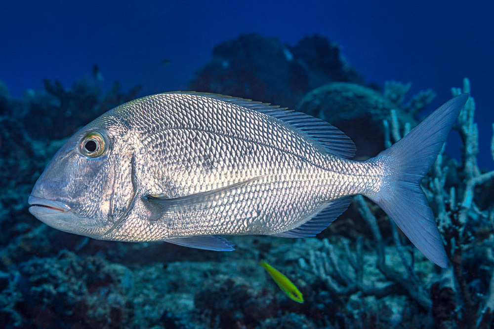 Jolthead Porgy (Saltwater Fish of Alabama) · iNaturalist