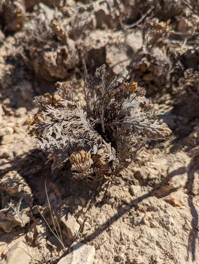 resurrection plant from Alpine, TX 79830, USA on October 3, 2022 at 03: ...