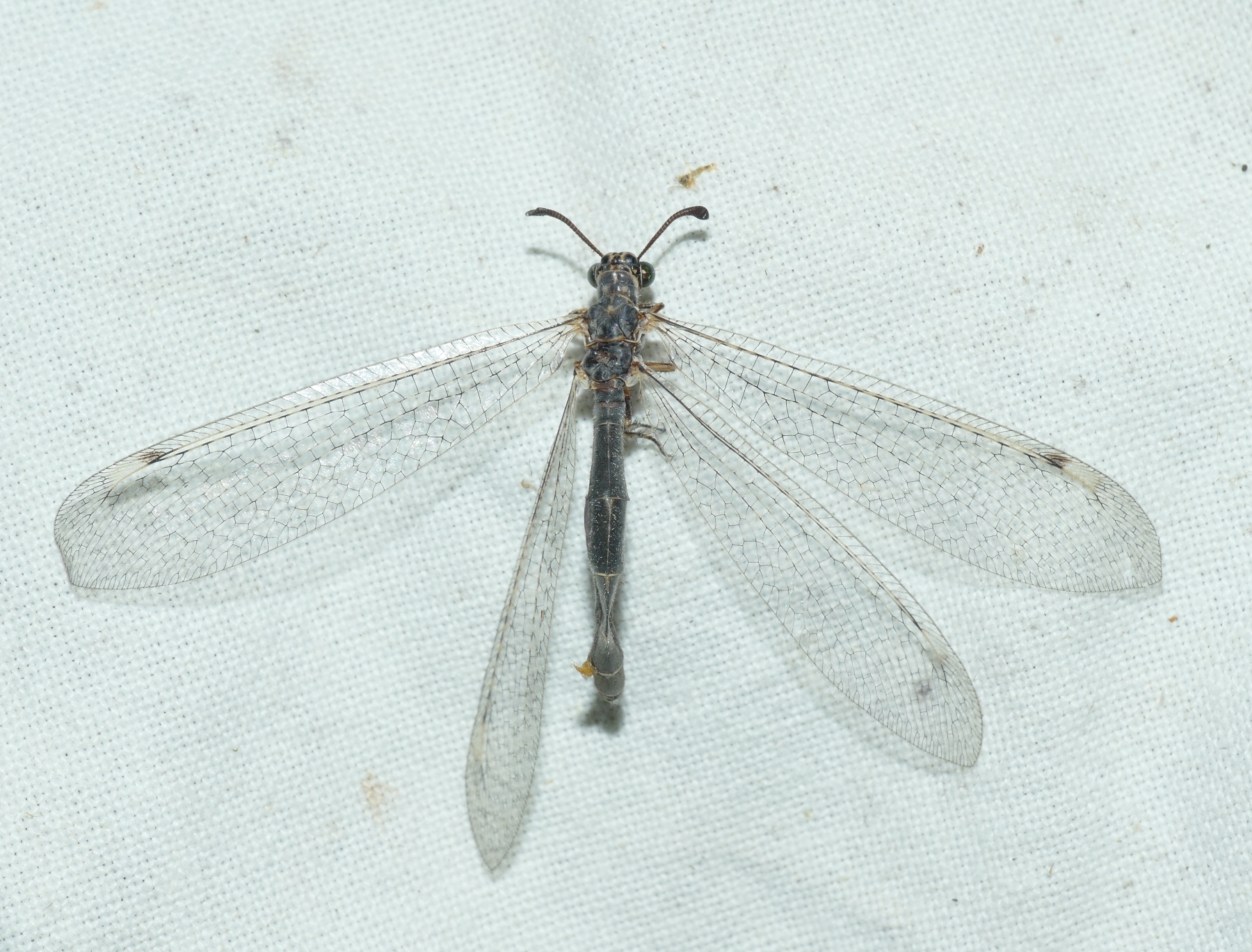 Myrmeleon inconspicuus Rambur, 1842