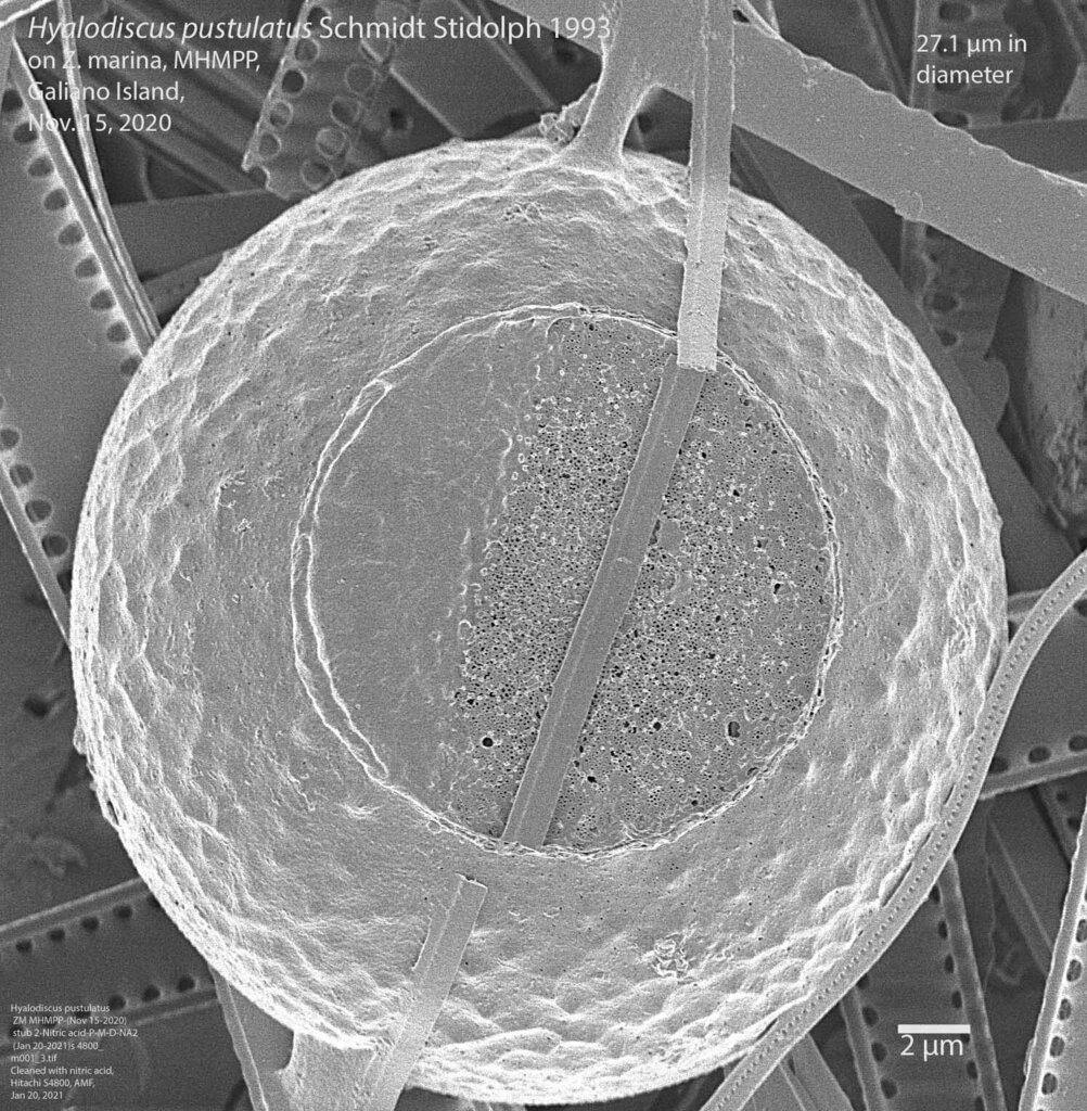 Hyalodiscus pustulatus from Montague Harbour Marine Provincial Park ...