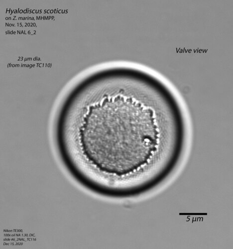 Hyalodiscus scoticus · iNaturalist