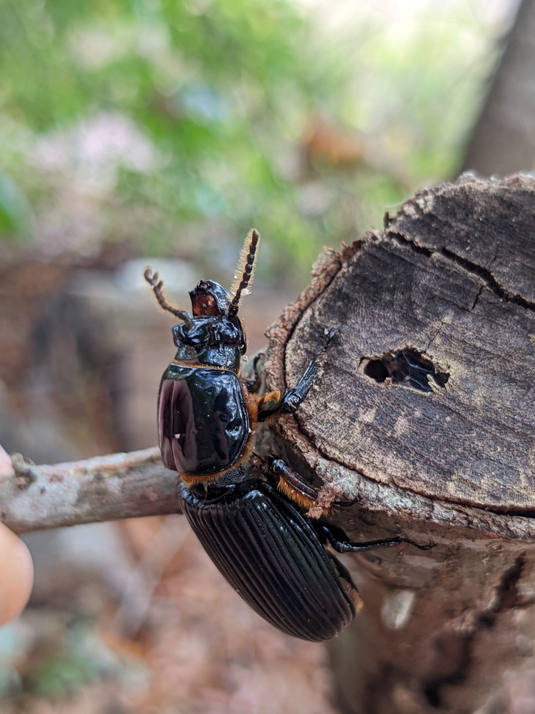 Horned Passalus Beetle from Washington Avenue Coalition / Memorial Park ...