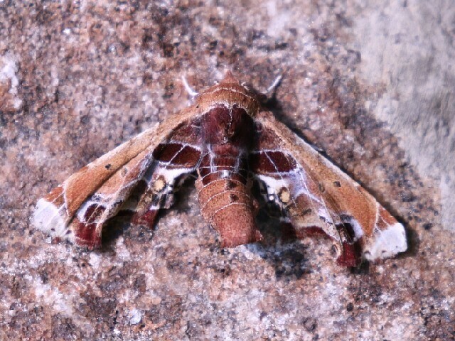 Beautiful Eutelia Moth from Ward Pound Ridge, Westchester County, NY ...
