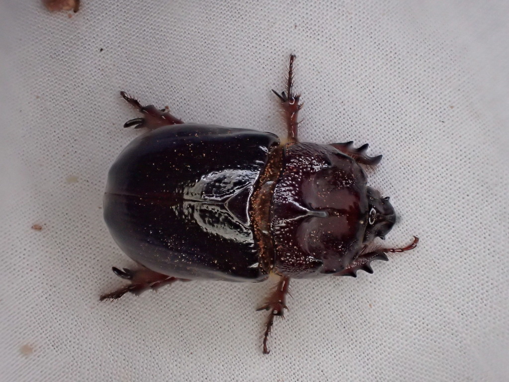 Dipelicus optatus from Anatye NT 0872, Australia on November 18, 2022 ...