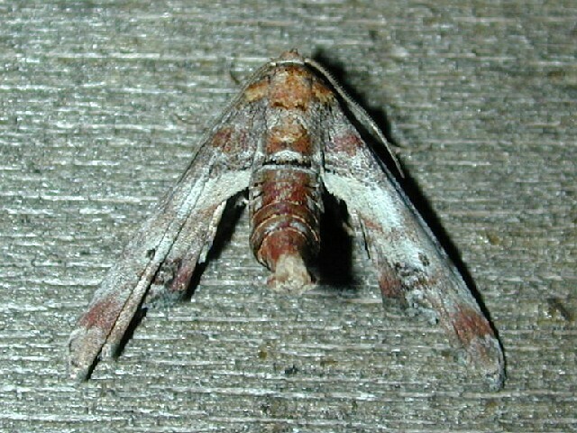 Dark Marathyssa Moth from Jamaica Bay Wildlife Refuge, Queens, NY, USA ...