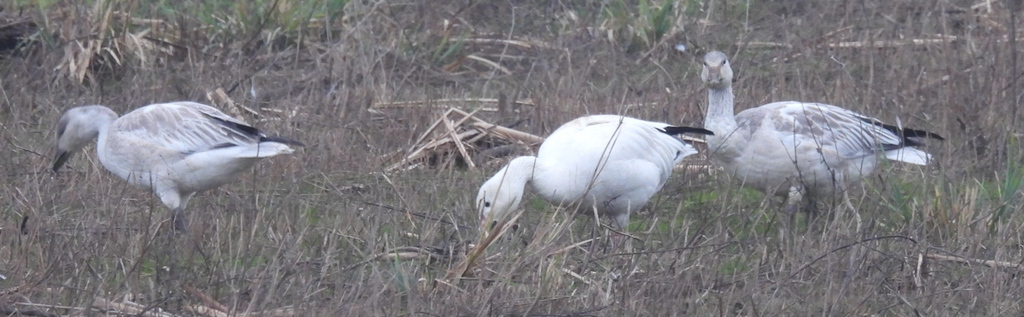 Snow Goose from Grayson County, TX, USA on December 10, 2022 at 09:33 ...