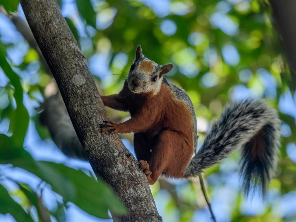 Variegated Squirrel from Costa Rica on March 8, 2020 at 04:19 PM by ...
