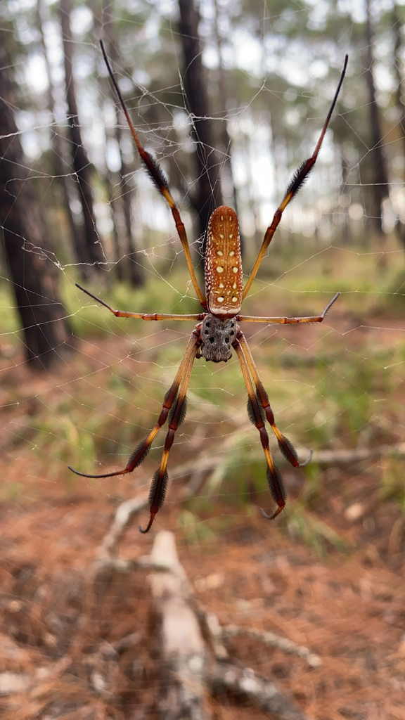 Golden Silk Spider from Grand Bay National Wildlife Refuge, Jackson ...