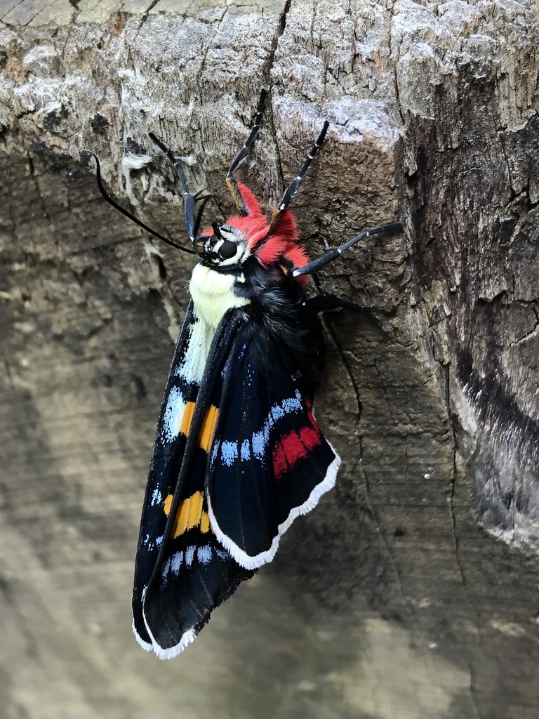 Joseph's Coat Moth in December 2021 by craigwelden · iNaturalist