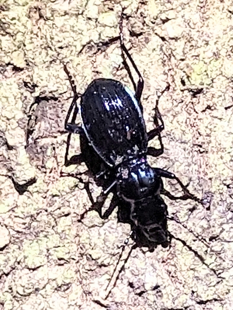 Ground Beetles from Natural Bridge QLD 4211, Australia on December 10 ...
