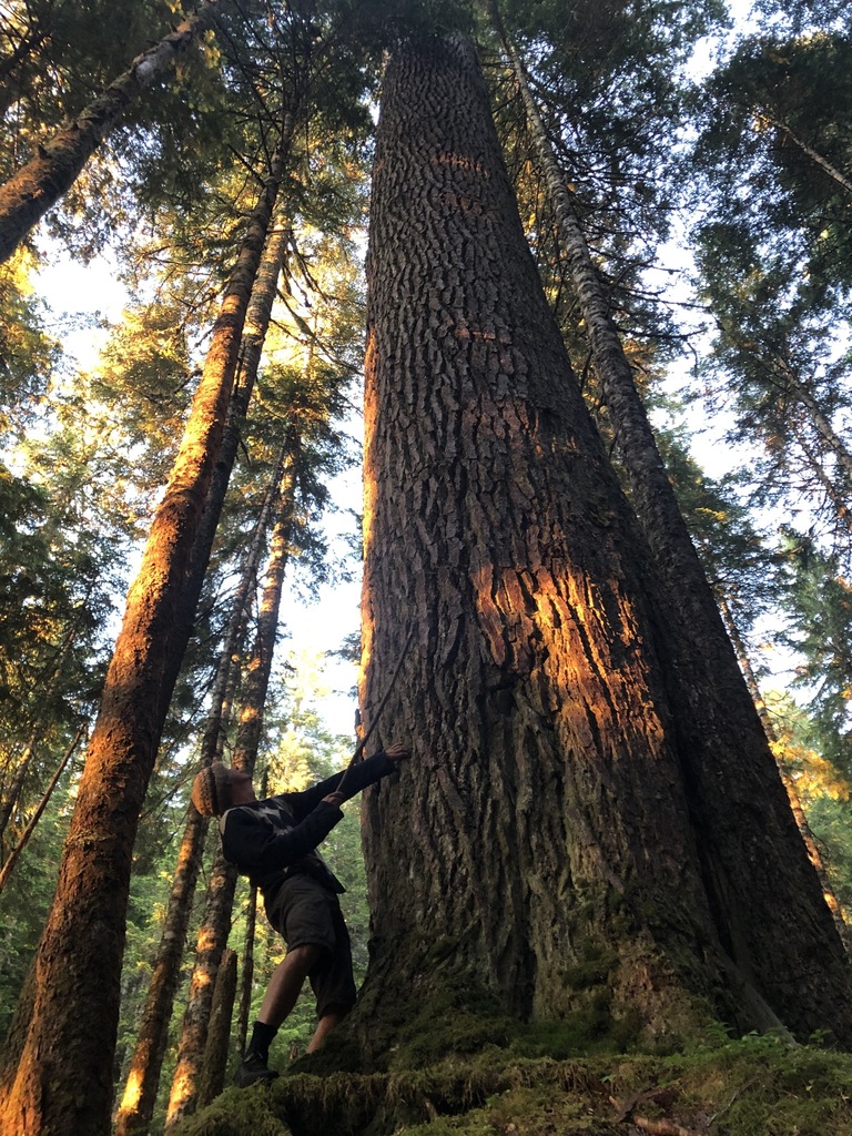 western hemlock from Strathcona, BC, Canada on July 17, 2020 at 09:08 ...