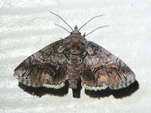 Pygmy Paectes Moth from Jamaica Bay Wildlife Refuge, Queens, NY, USA on ...